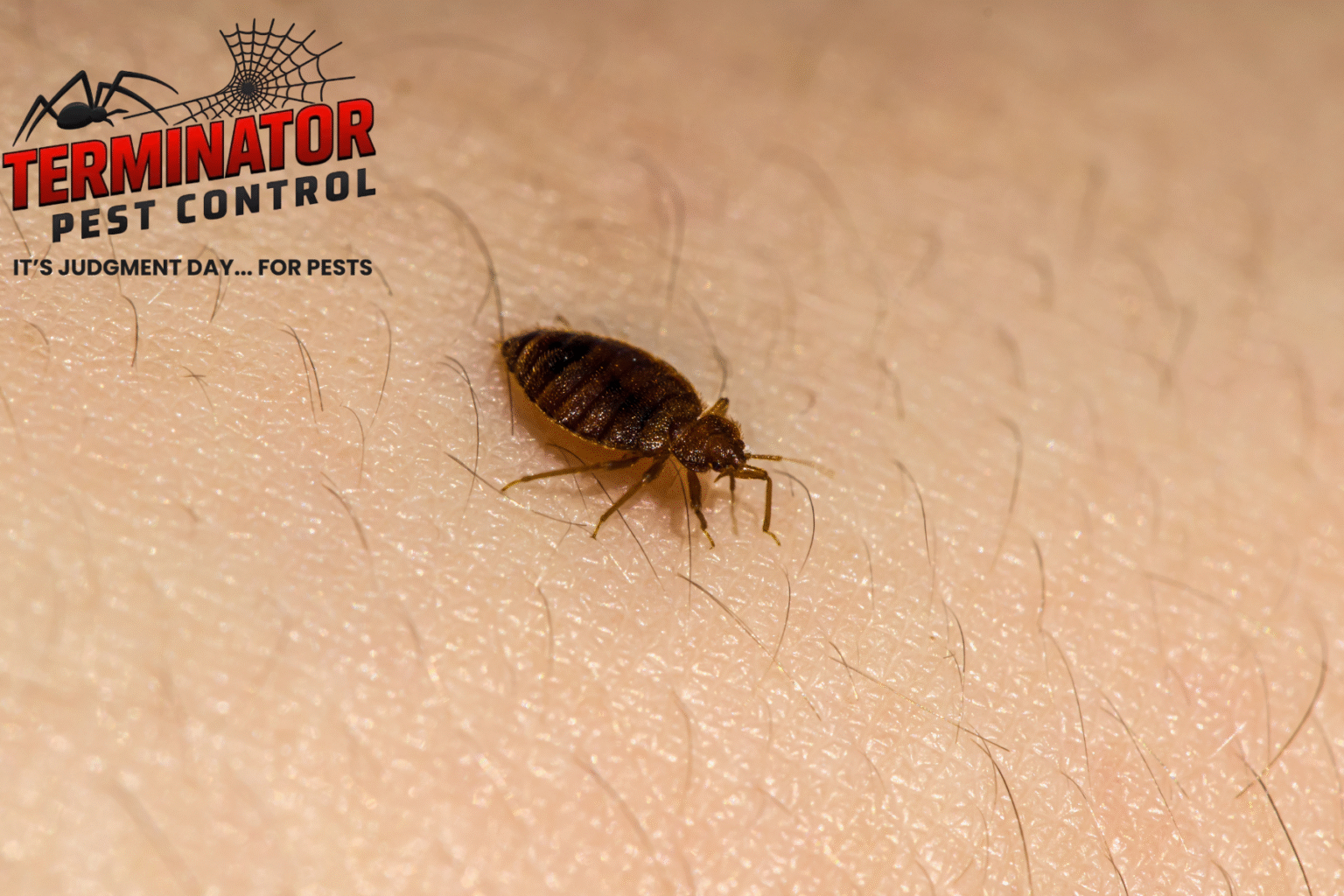 Toronto Bed Bug Problem 2024 Guide