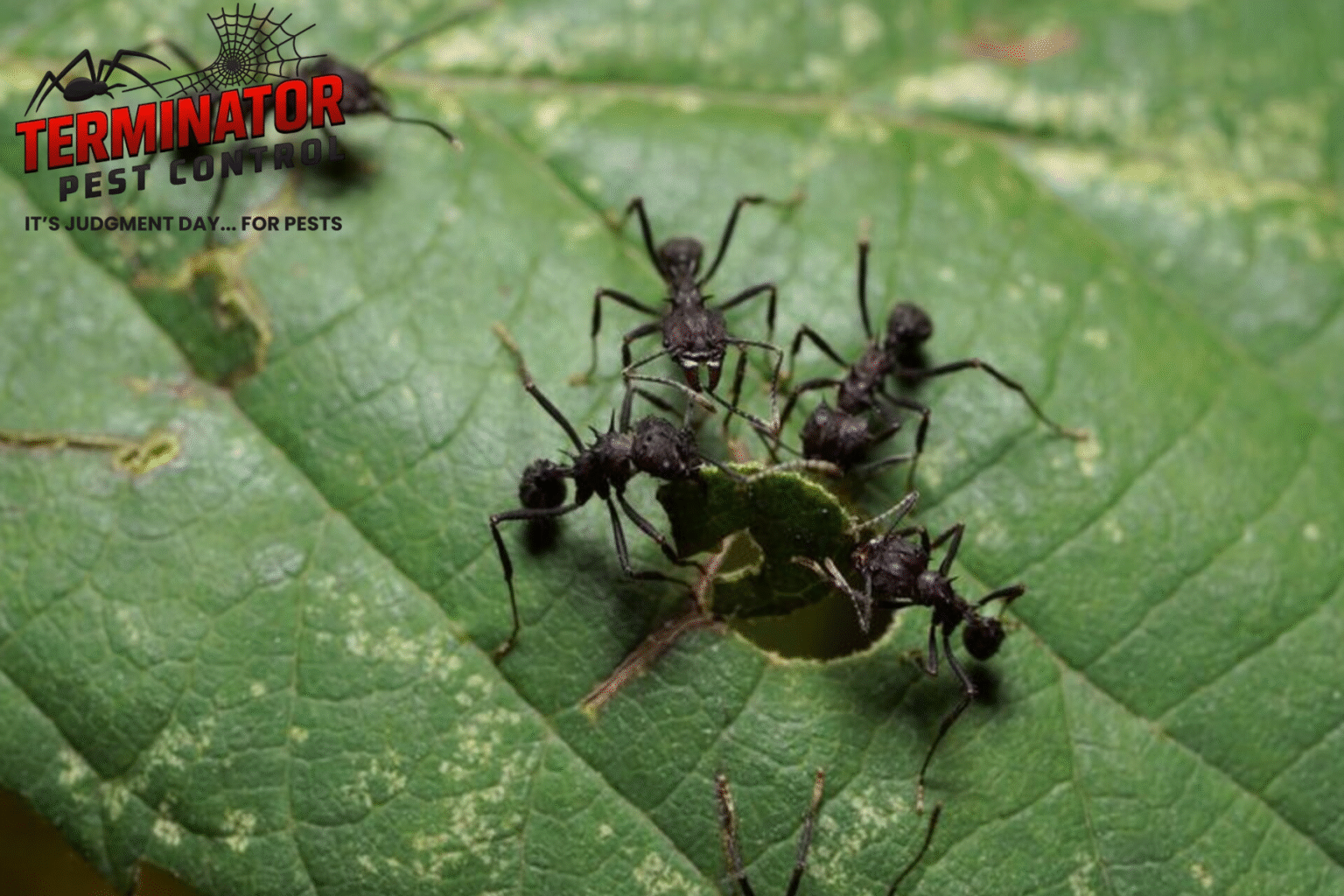 What To Do When Ants Enter Your Waunakee Home