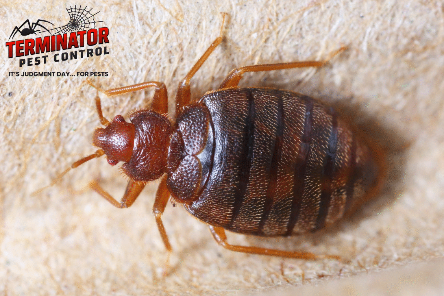 Do Bed Bugs Come Back After Heat Treatment