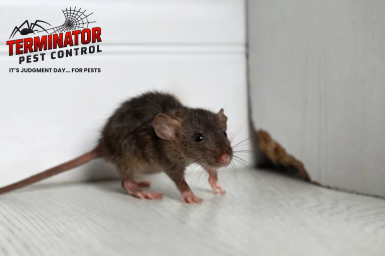 Signs Of Mice Infestation In McFarland, WI